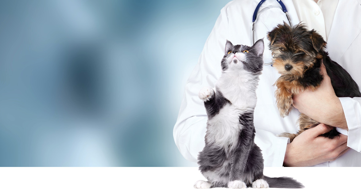 Jobs and Externship Available – Scatter Creek Animal Hospital